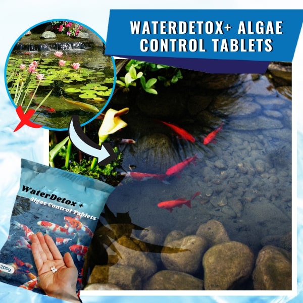 Tetra Algae Control Tablets : themasterproduct.com